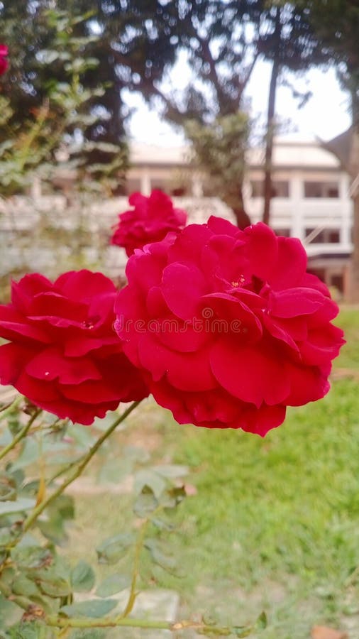 Red_Rose Flower Nature Village Stock Image - Image of flower, redrose ...