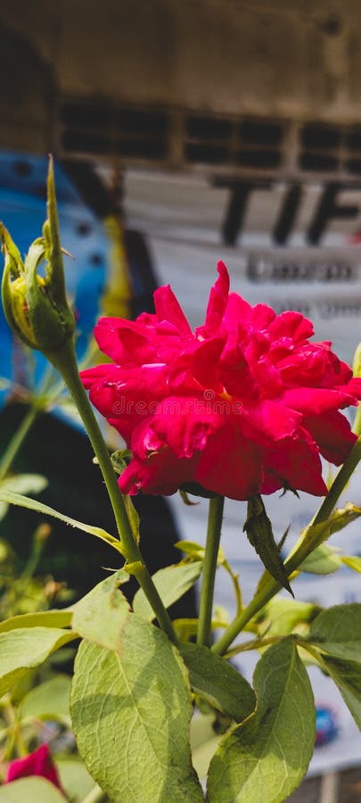 Red rose flower part two stock photo. Image of outdoor - 289898974