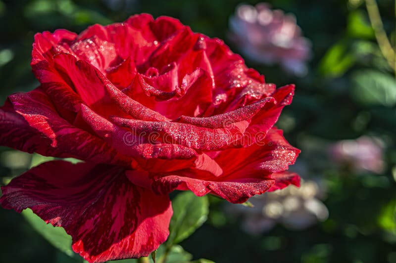 Red Rose Flower Passion on a Sunny Day Stock Image - Image of macro ...