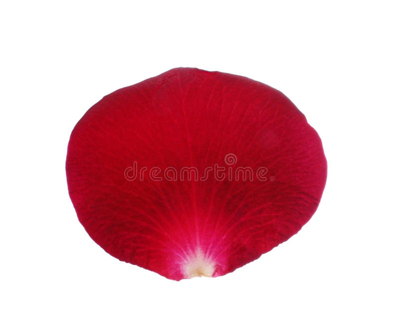 Red Rose Flower Petal on White Background Stock Photo - Image of ...