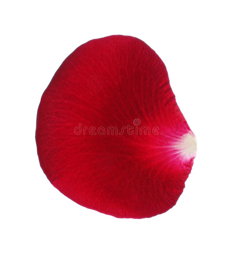 Red Rose Flower Petal on White Background Stock Photo - Image of bloom ...