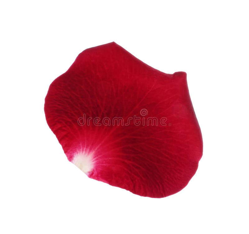 Red Rose Flower Petal on White Background Stock Photo - Image of ...