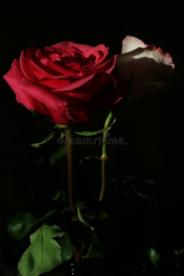 Red rose flower stock photo. Image of flowers, flower - 87616914