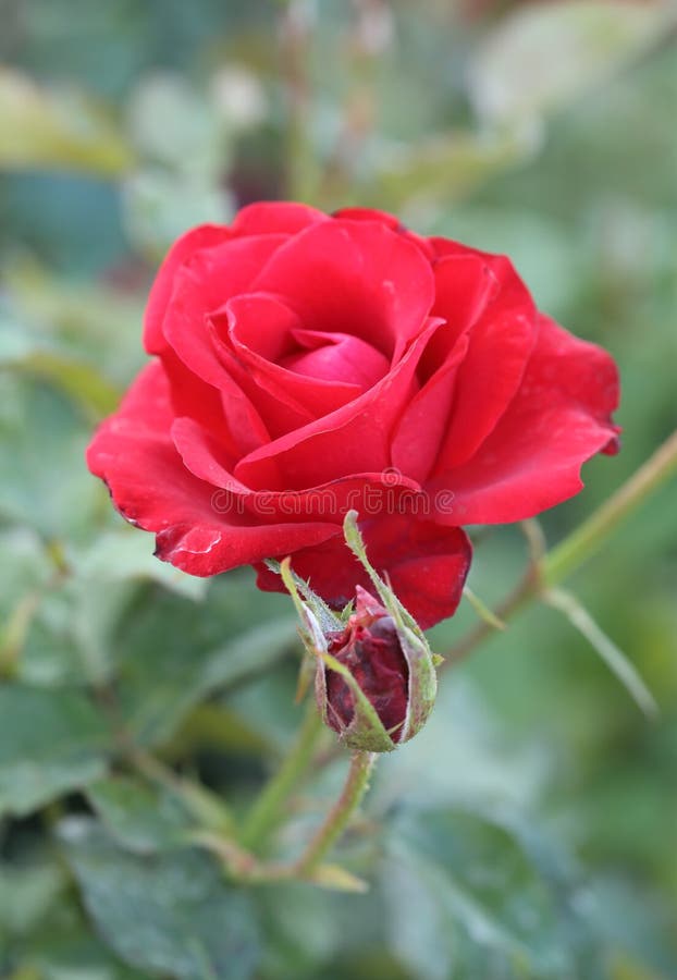 Red rose flower in plant stock photo. Image of blossom - 36868890