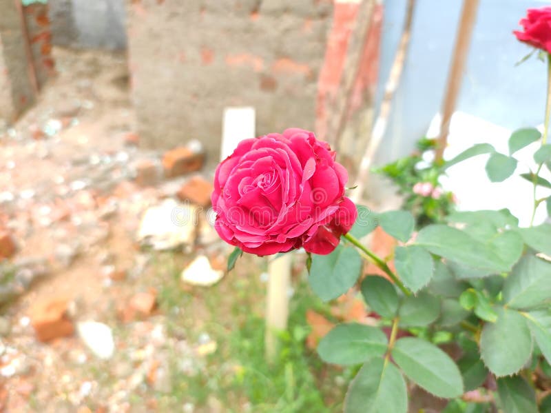 Red Rose Flower on the Plant in the Garden Stock Image - Image of petal ...