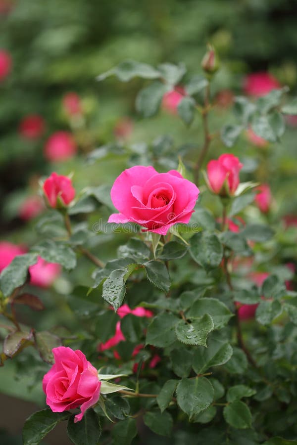 Red rose flower plant stock image. Image of fresh, green - 41010801