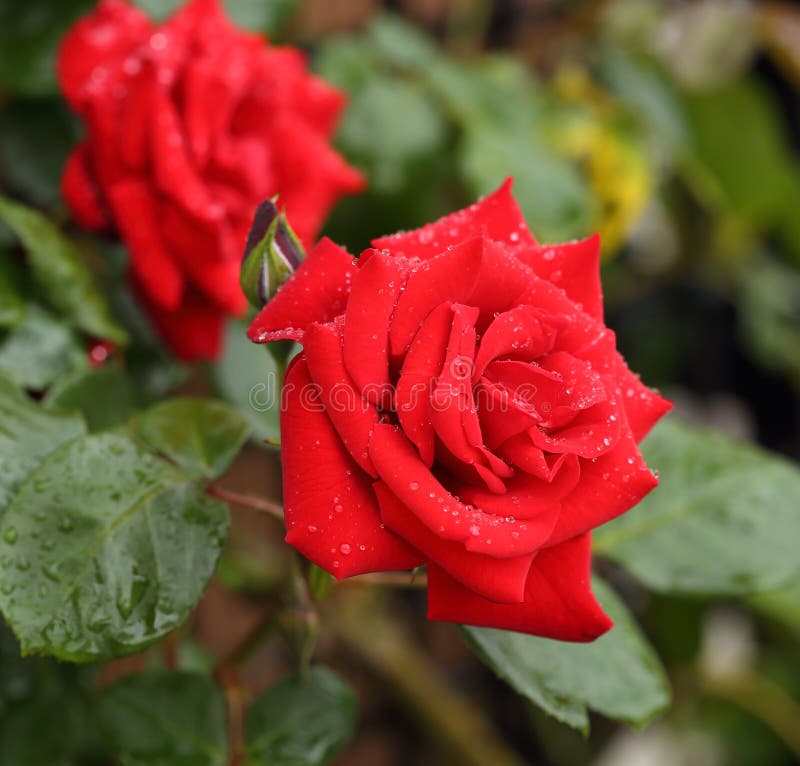 Red rose flower plant stock image. Image of natural, nature - 41256417