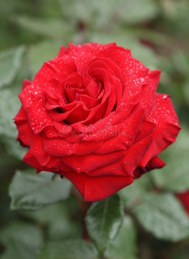 Red rose flower plant stock photo. Image of flora, close - 41256496