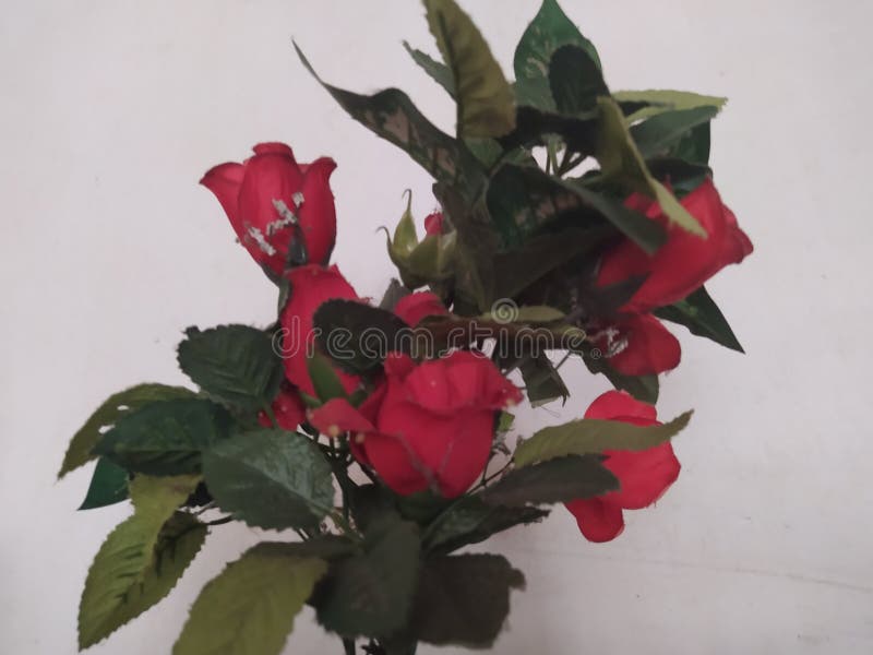 Red rose flower on pot stock photo. Image of bouquet - 204699110