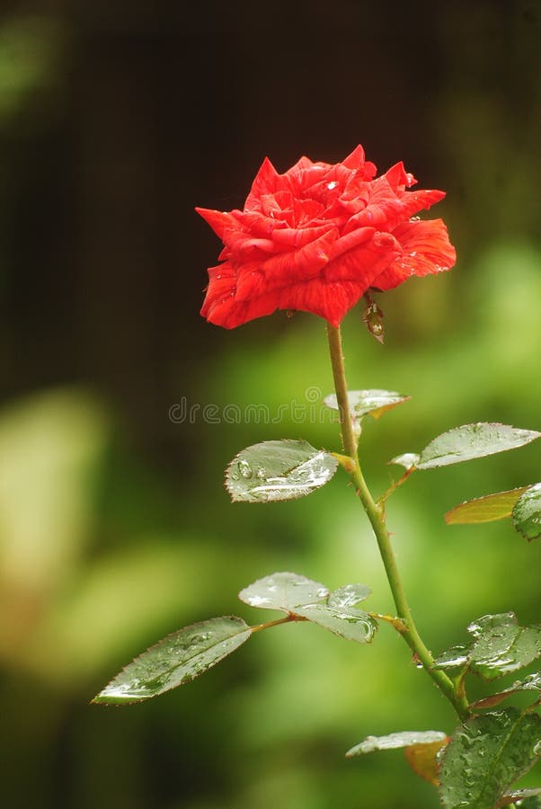 Red rose flower after rain stock image. Image of plat - 142878101