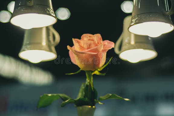 Red Rose Flower in the Rays of Light Bulbs Stock Photo - Image of ...