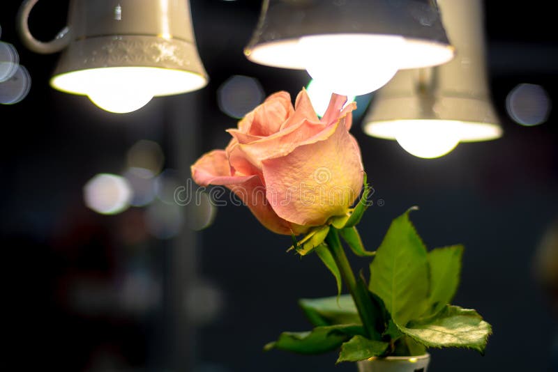 Red Rose Flower in the Rays of Light Bulbs Stock Photo - Image of flora ...