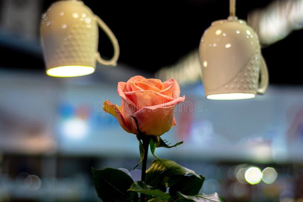 Red Rose Flower in the Rays of Light Bulbs Stock Photo - Image of bloom ...