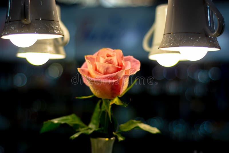 Red Rose Flower in the Rays of Light Bulbs Stock Photo - Image of bulb ...