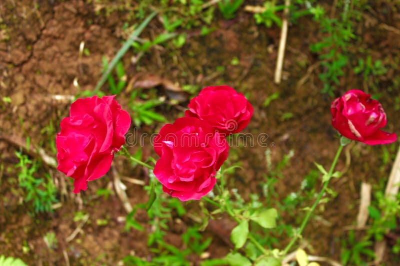 Red Rose Flower (Rosa Hybrida) and Blurred Garden Background Stock ...