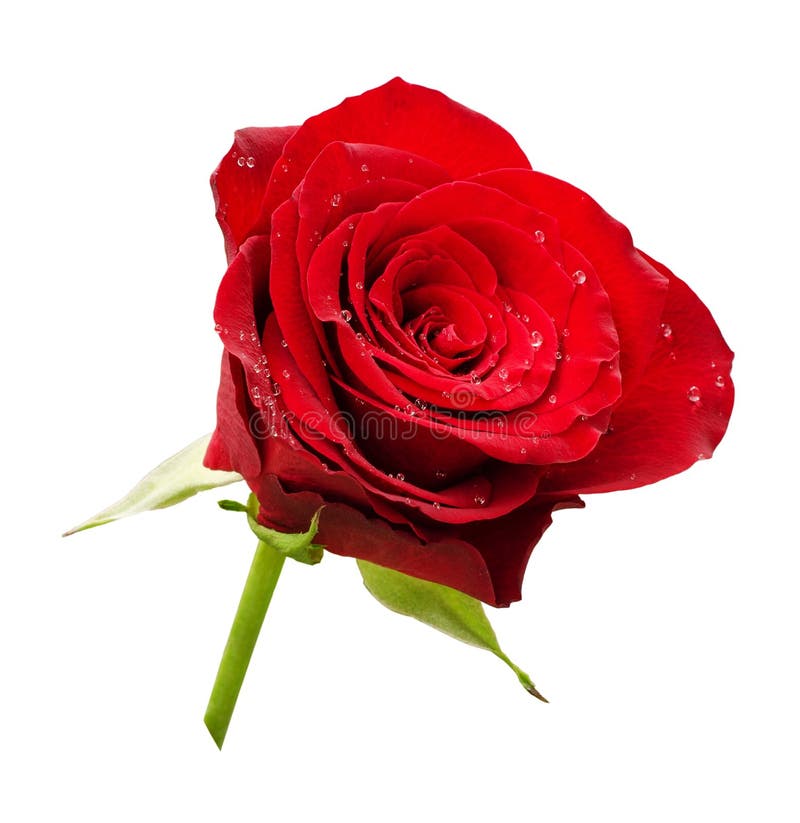 Red Rose Flower Rosette with Drops of Water Stock Image - Image of ...