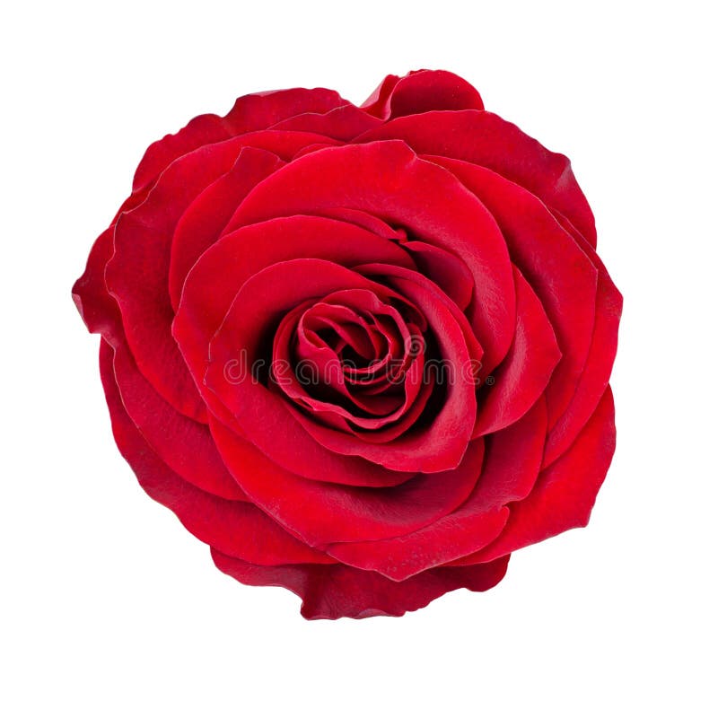 Red rose flower rosette stock image. Image of ruby, circle - 94636317