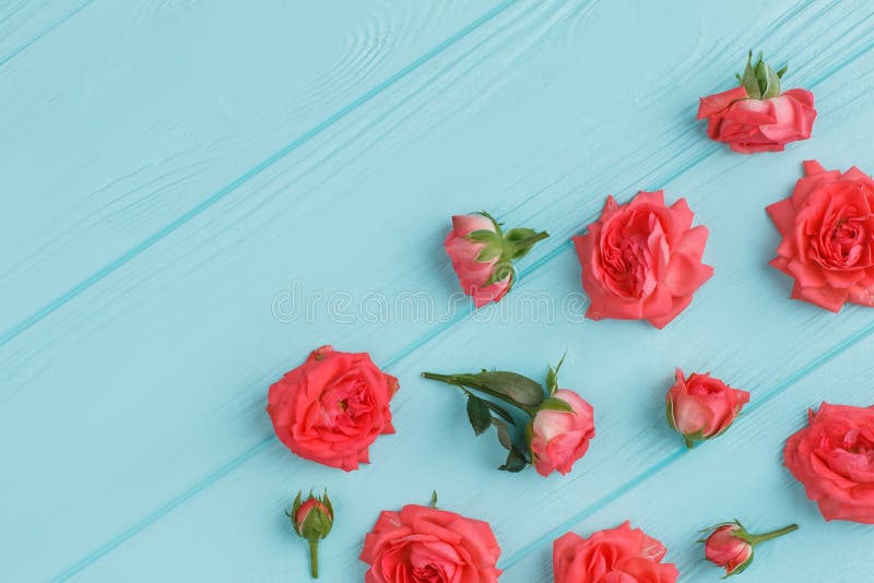 Red Rose Flower Scattered on Blue Wood. Stock Image - Image of holiday ...