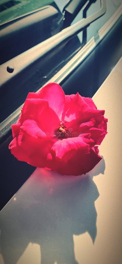Red Rose Flower Shadow Closeup Stock Photo - Image of rose, flower ...