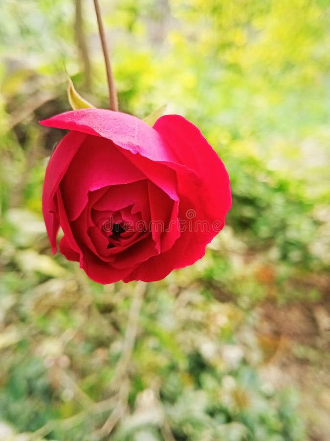 Red Rose Flower Shoot on My Garden Stock Photo - Image of garden, petal ...