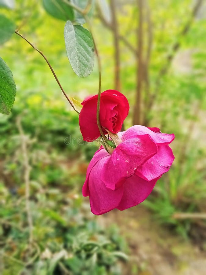 Red Rose Flower Shoot on My Garden Stock Image - Image of blossom ...