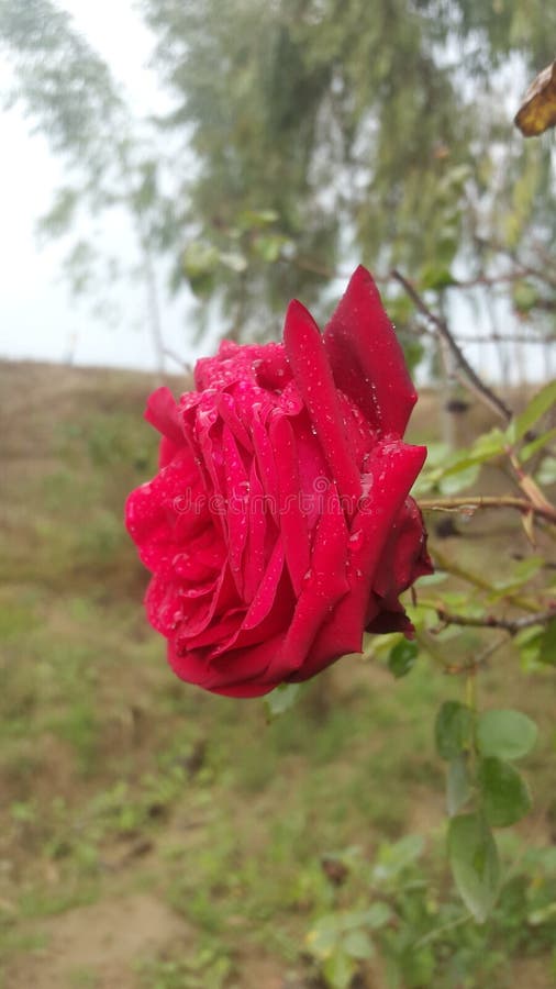 Red Rose Flower Side Pose Portrait View Stock Image - Image of pose ...
