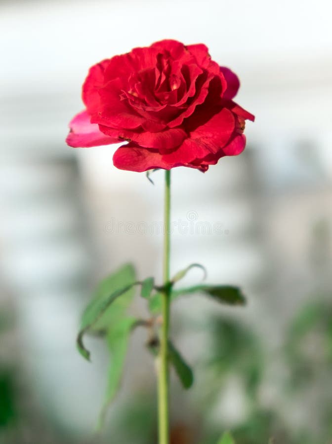 Red rose flower single stock illustration. Illustration of love - 80721356