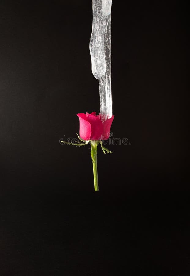 Red Rose Flower with Slime on Black Background. Creative Nature ...