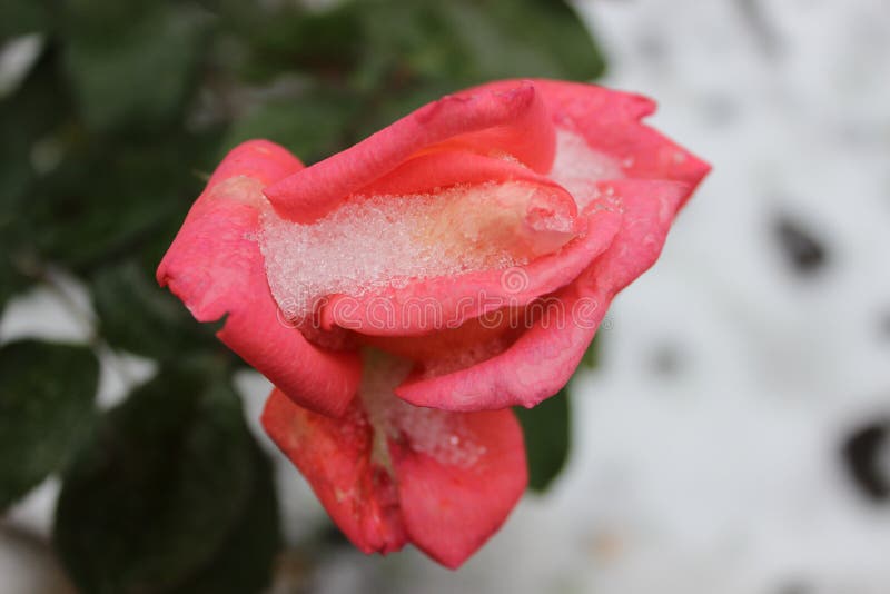 Red Rose Flower in the Snow. Winter Garden Stock Image - Image of ...