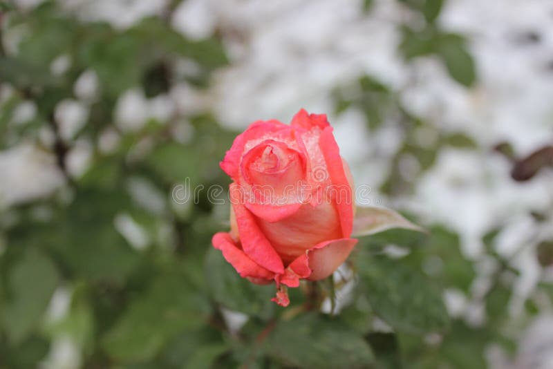 Red Rose Flower in the Snow. Winter Garden Stock Image - Image of ...