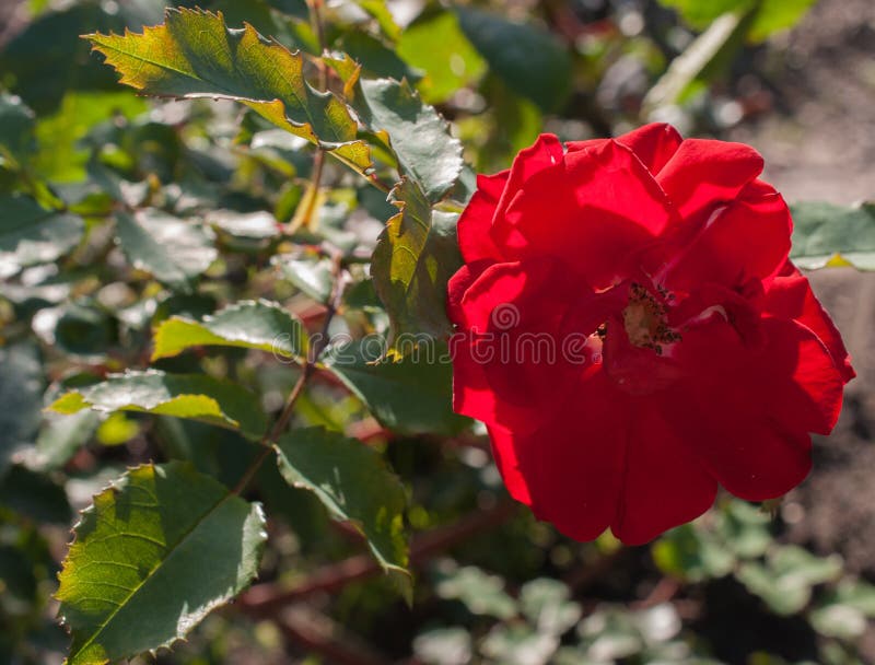 Red Rose Flower Under the Sunlight. Close-up Stock Photo - Image of ...