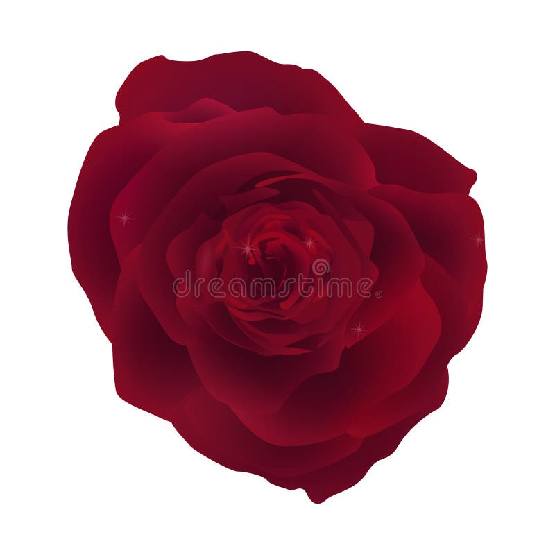 Red Rose Flower View from Above. Stock Vector - Illustration of plant ...