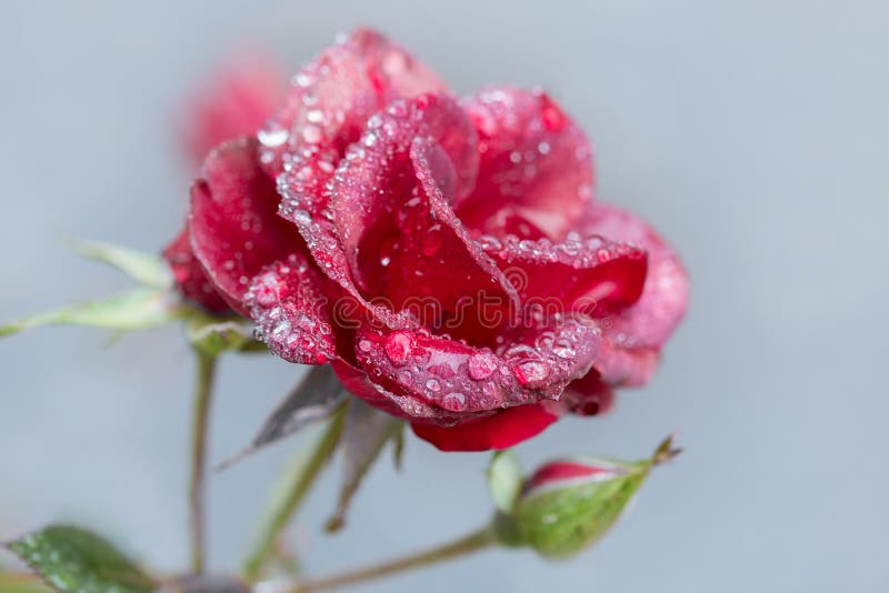 Red Rose Flower with Water Drops Stock Image - Image of abstract, petal ...