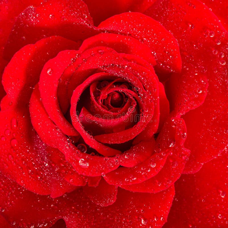 Red Rose. Flower with Water Drops Stock Photo - Image of rose ...