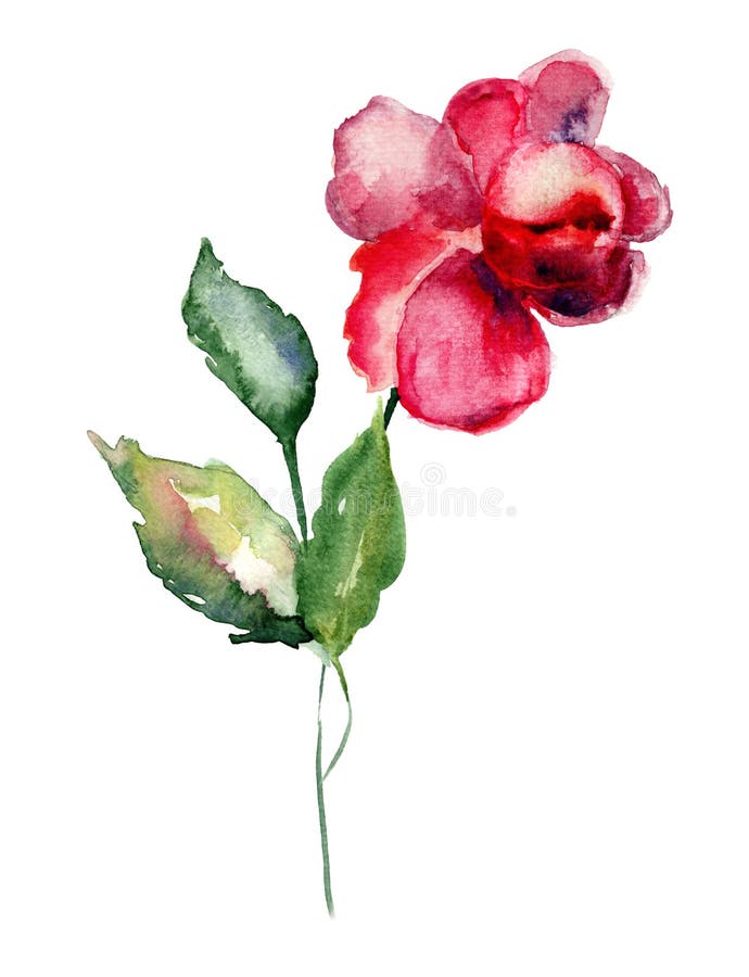 Red Rose flower stock illustration. Illustration of bloom - 84423077