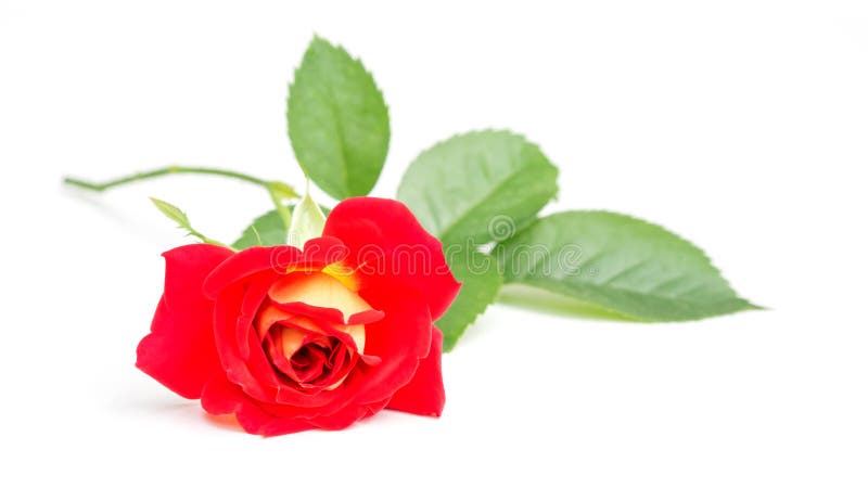 Red Rose Flower on a White Background Stock Photo - Image of bright ...