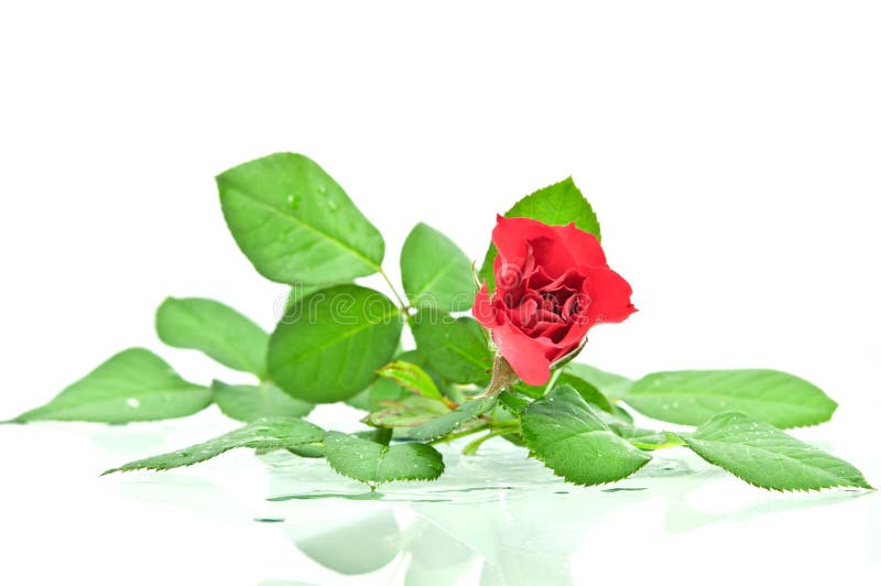 Red Rose Flower on White Background Stock Image - Image of beauty ...