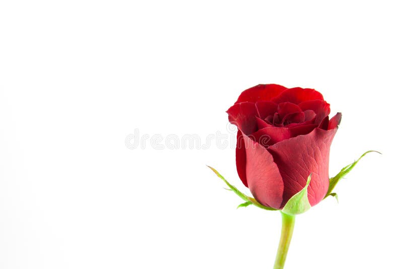Red Rose Flower on White Background Stock Image - Image of isolation ...