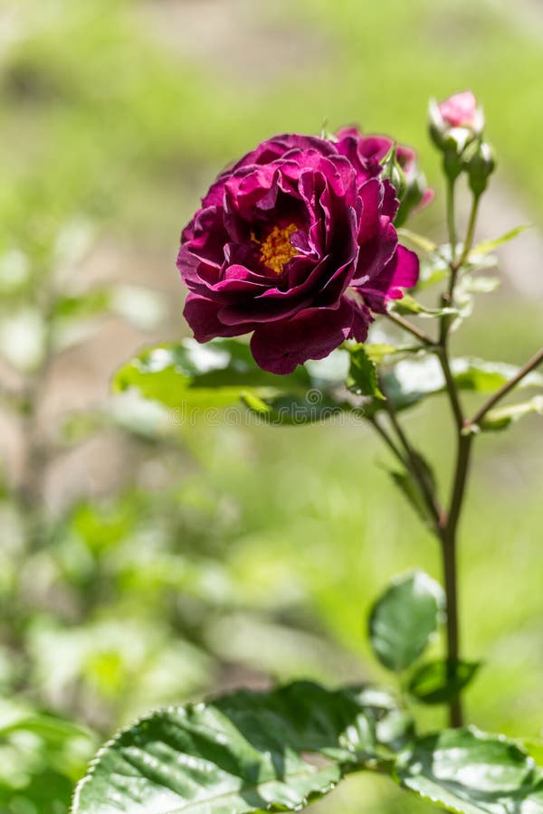 Rose Flowering in a Garden in East Grinstead Stock Image - Image of ...