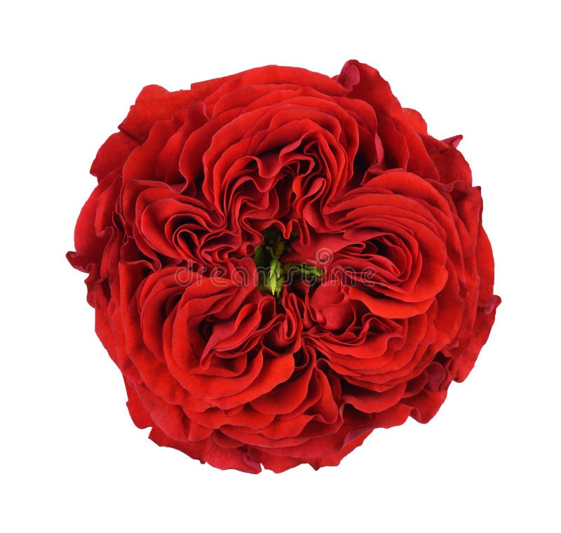 stock image. Image of detail, view, rose, round, white - 252731321