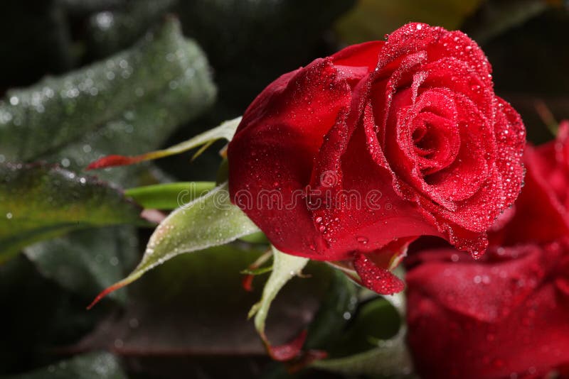 Tall purple flowers stock photo. Image of green, field - 14836992