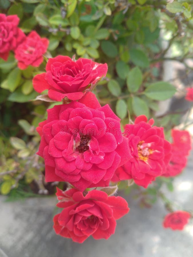 Red Rose Flowers stock photo. Image of petal, rose, shrub - 206914838