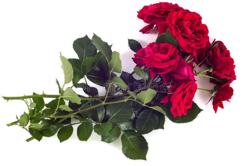 Red Rose Flowers Arrangement Isolated on White Stock Photo - Image of ...