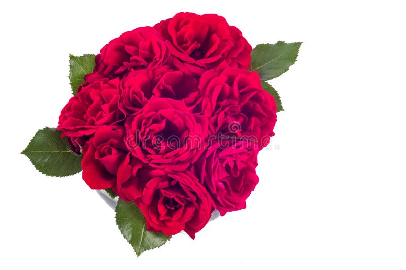 Red Rose Flowers Arrangement Isolated on White Stock Image - Image of ...