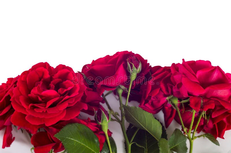 Red Rose Flowers Arrangement Isolated on White Stock Photo - Image of ...