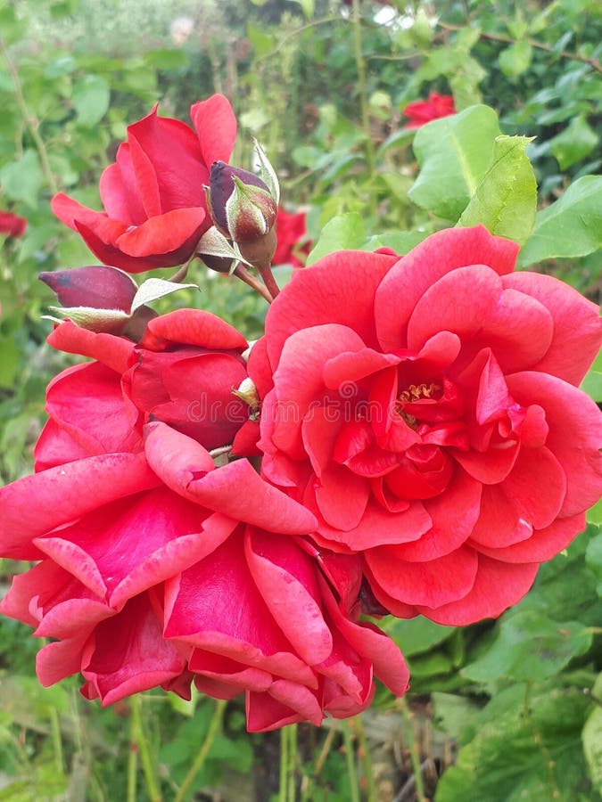 Red Rose Bloom stock image. Image of rose, flora, flowers - 139876311