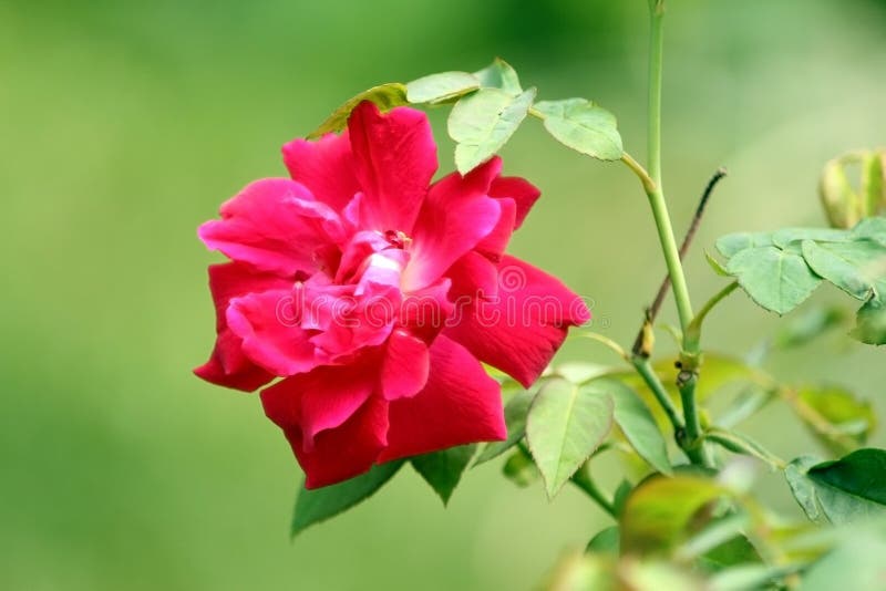 Red Rose Flowers Blooming stock image. Image of garden - 152030483