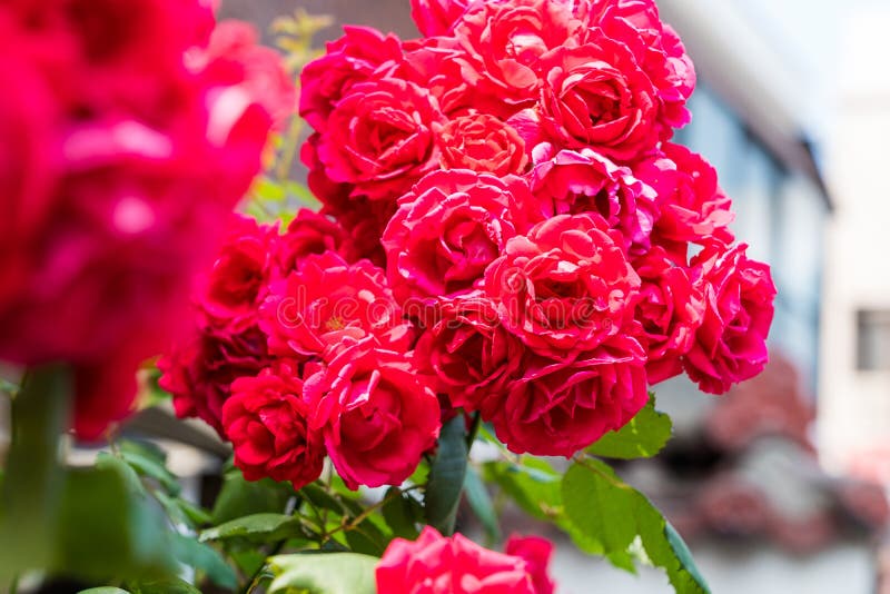 Red Rose Flowers Blooming in Front of a House Stock Photo - Image of ...