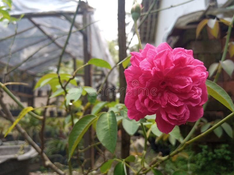 Red Rose Flowers Blooming in a Yard. Stock Photo - Image of garden ...