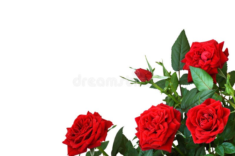 Red Rose Flowers in a Corner Arrangement Isolated on White Stock Image ...